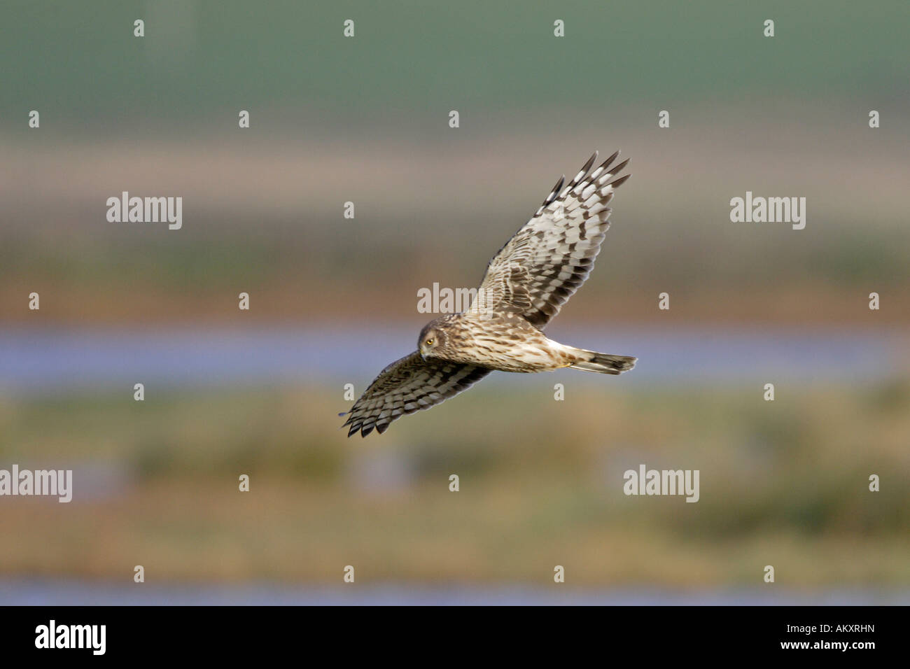 Hen harrier scotland hi-res stock photography and images - Alamy
