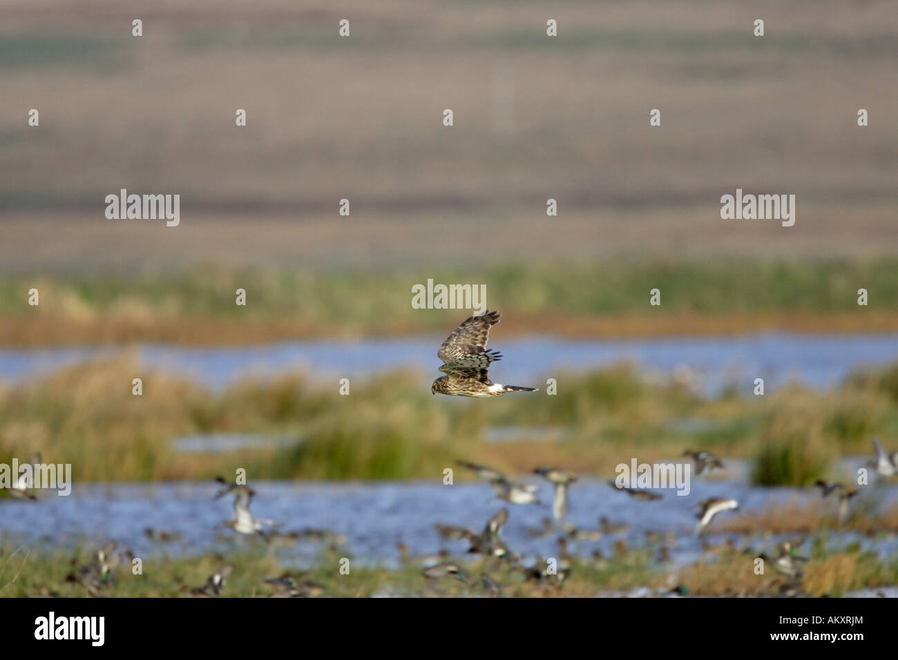 Female Hen Harrier flying over marsh Stock Photo - Alamy