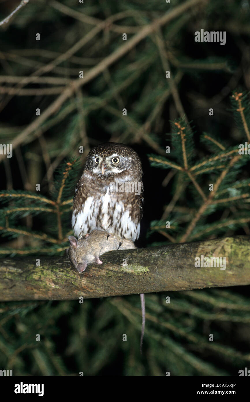 Eurasian Pygmy-owl (glaucidium passerinum Stock Photo - Alamy