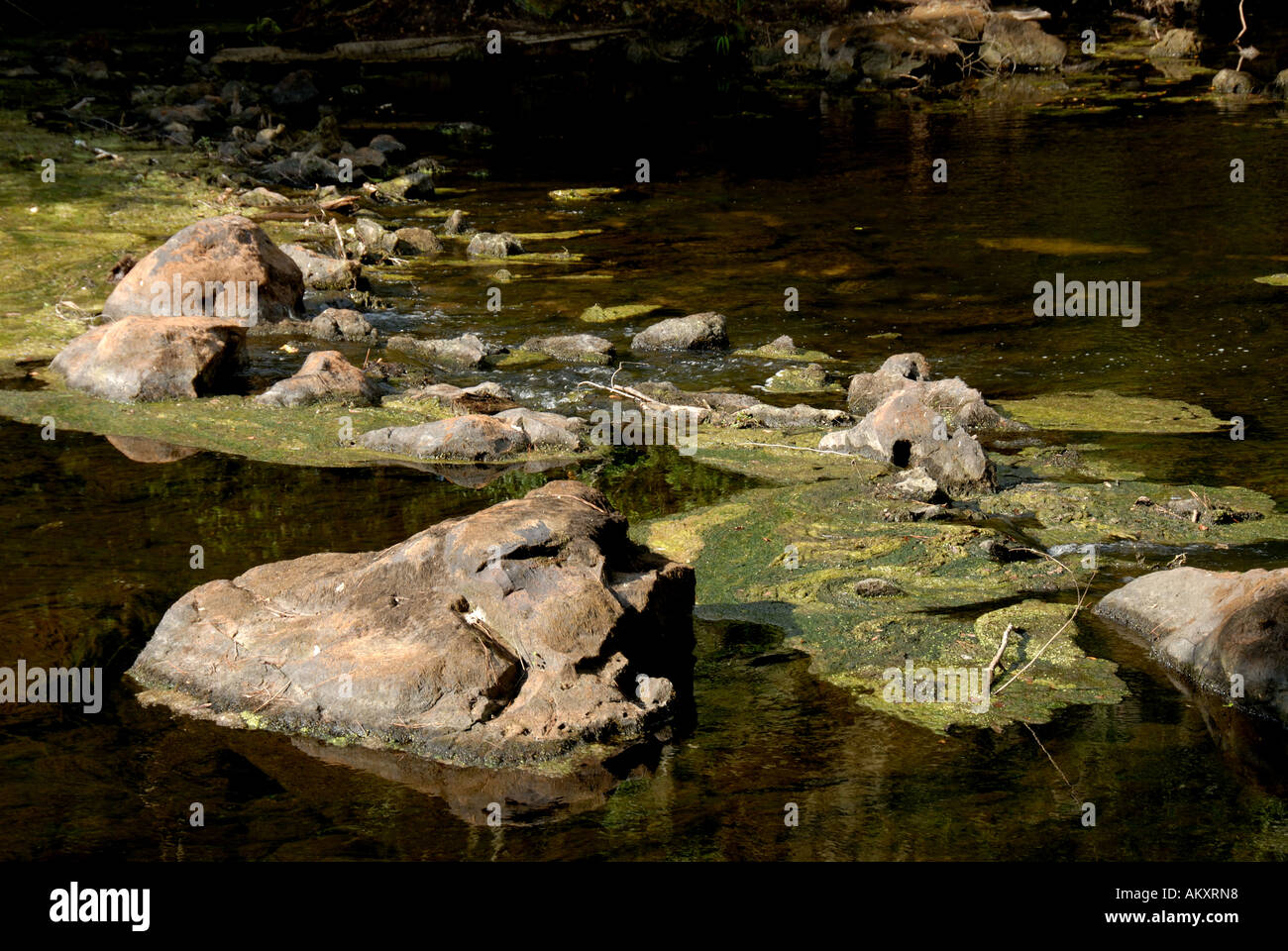 Florida Santa Fe River limestone boulders Stock Photo - Alamy