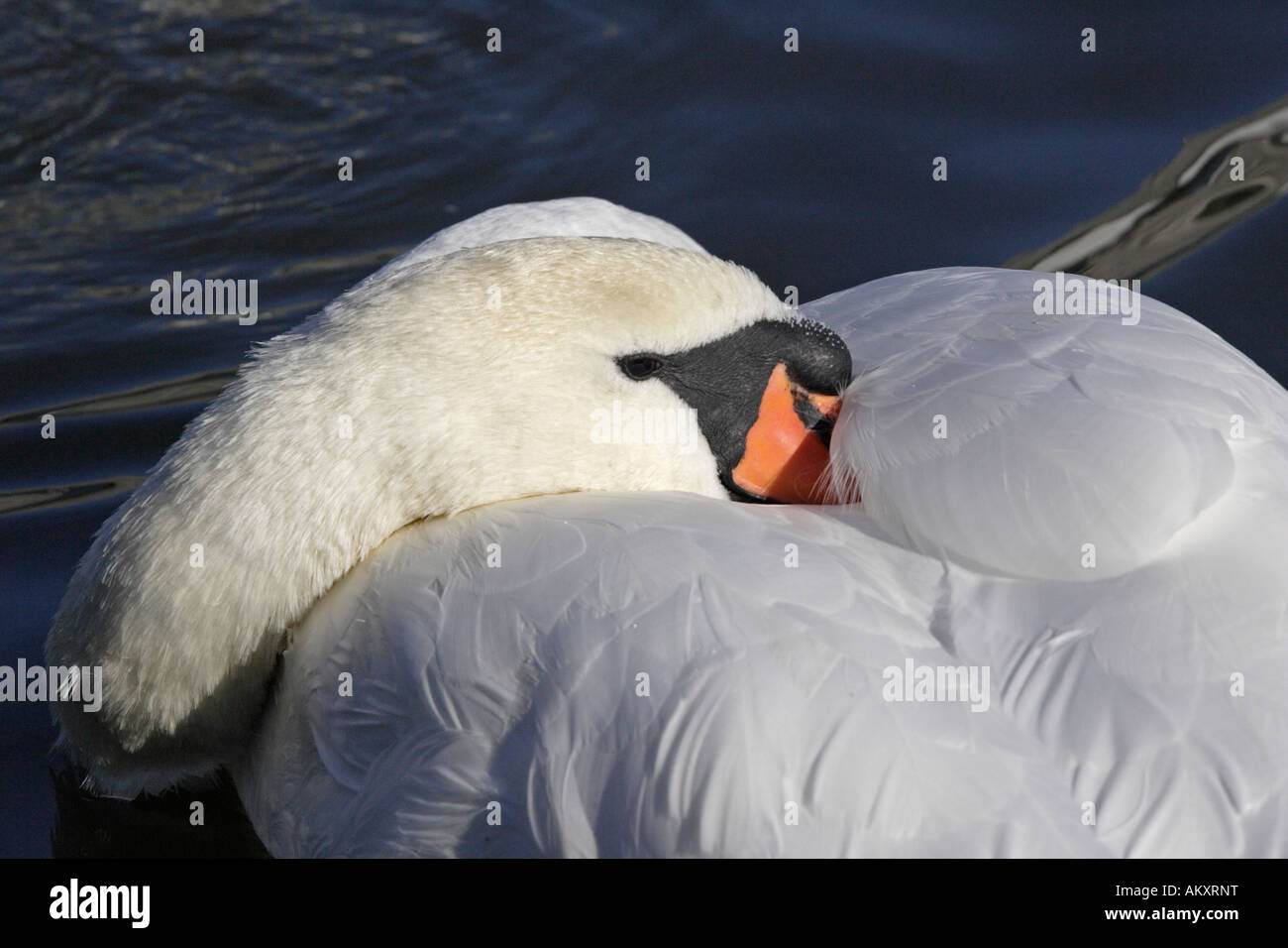 Adult Mute Swan sleeping Stock Photo - Alamy