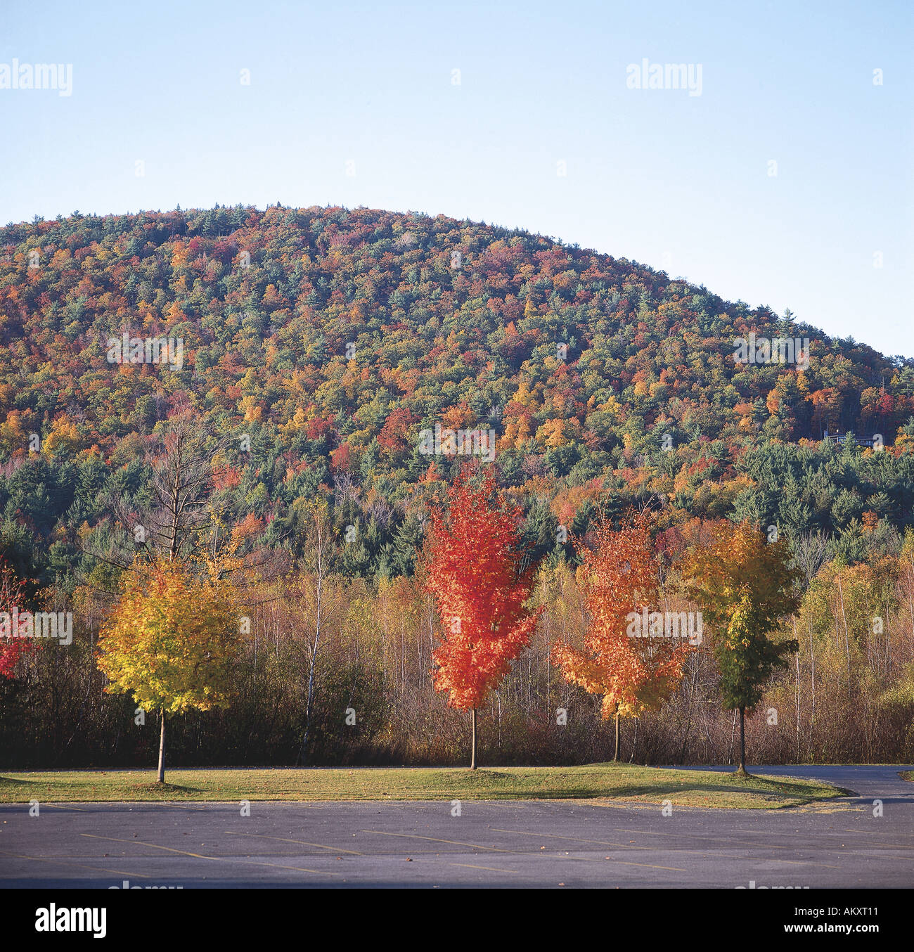 A line of young trees in autumn colours front a hillside which is clad ...