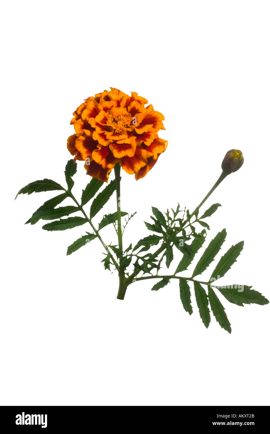French Marigold cut-out. Full plant Surrey England August Stock Photo ...