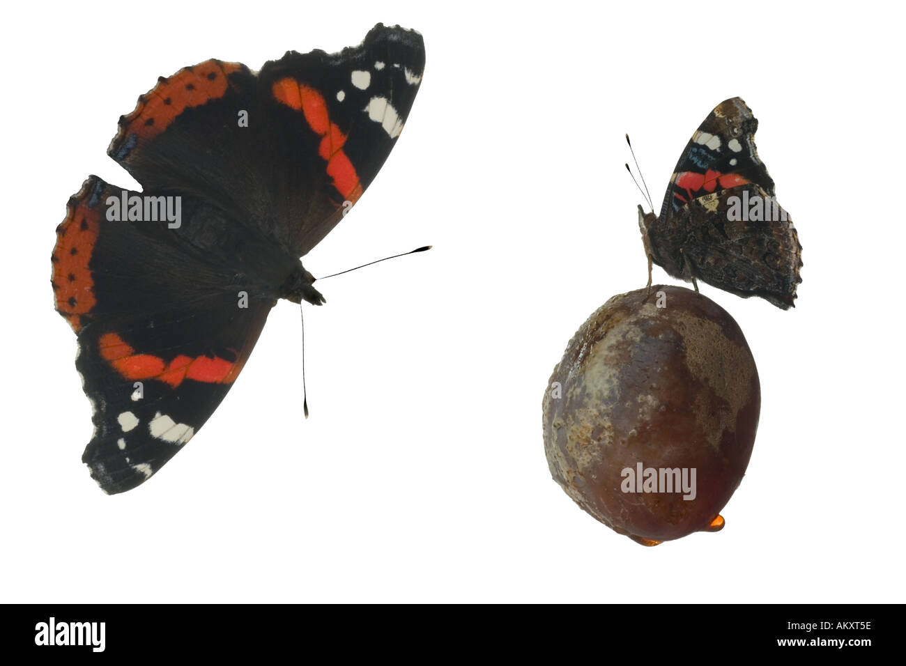 Red admiral butterfly underwing hi-res stock photography and images - Alamy