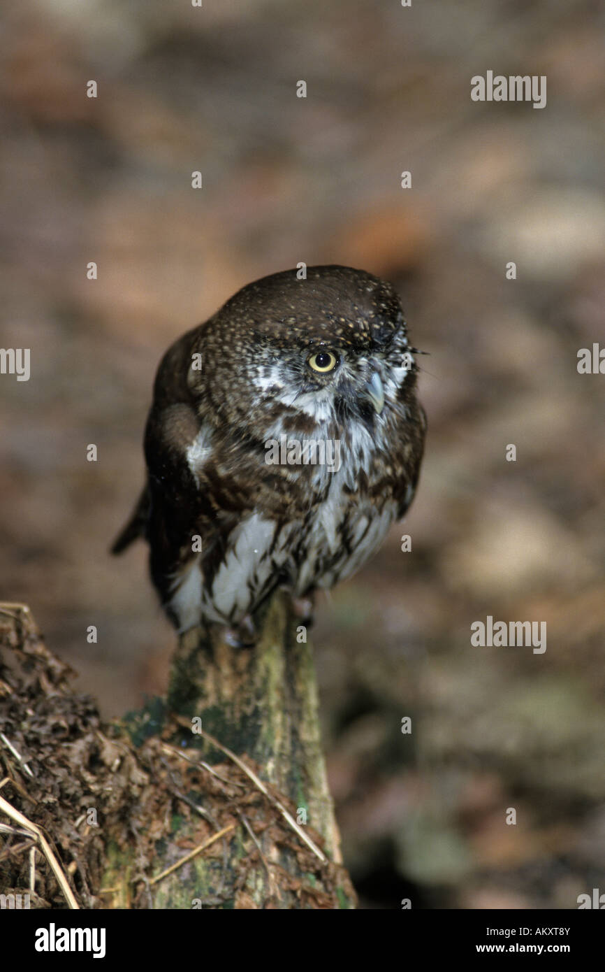Eurasian Pygmy-owl (glaucidium passerinum Stock Photo - Alamy