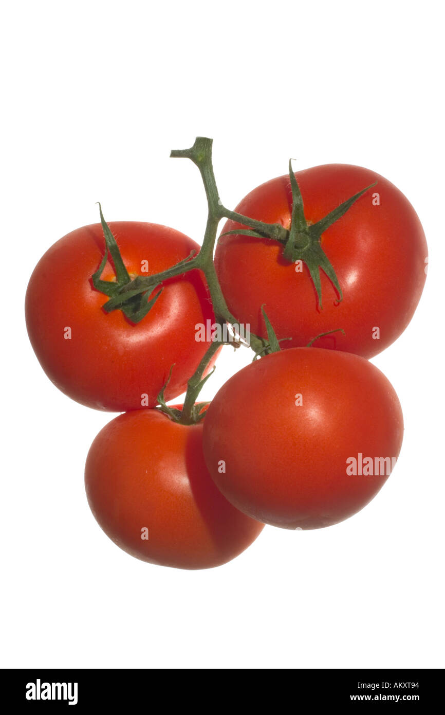Tomato cut-out. Fruit on vine Surrey England August Stock Photo - Alamy