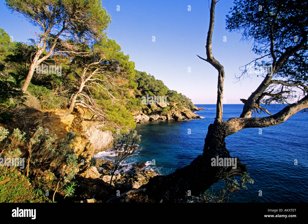 France, Var, Rayol Canadel sur Mer, Domaine du Rayol, Jardin des ...