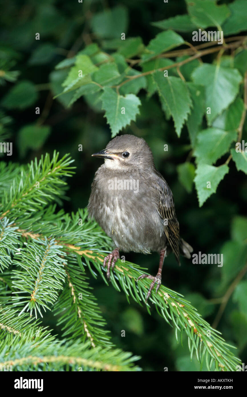 European Starling, singing bird (vulgaris common Stock Photo - Alamy