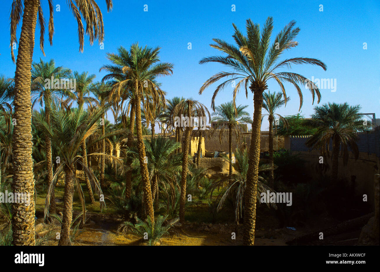 Burami hi-res stock photography and images - Alamy