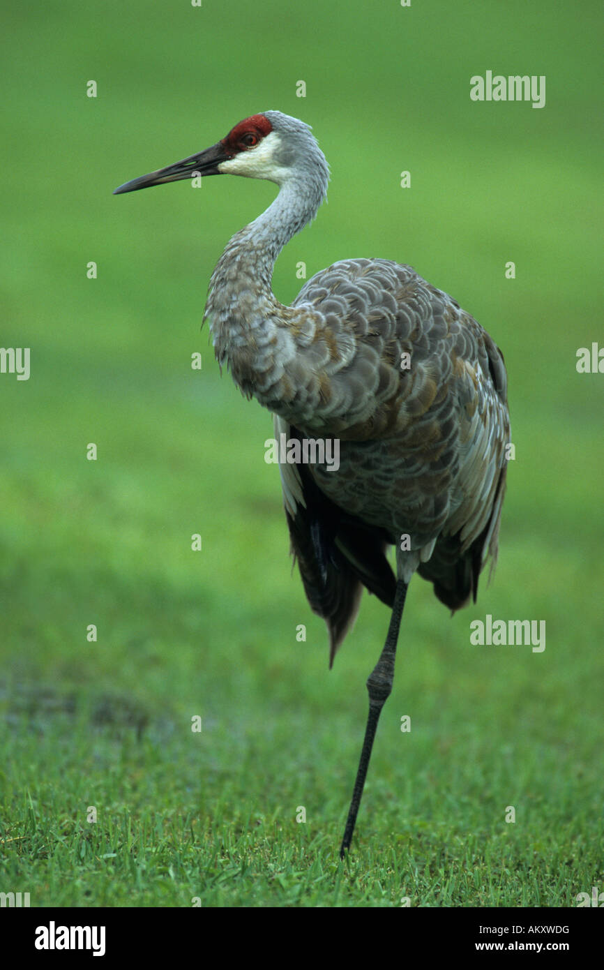 Canada crane (Grus canadensis), Florida, USA Stock Photo - Alamy