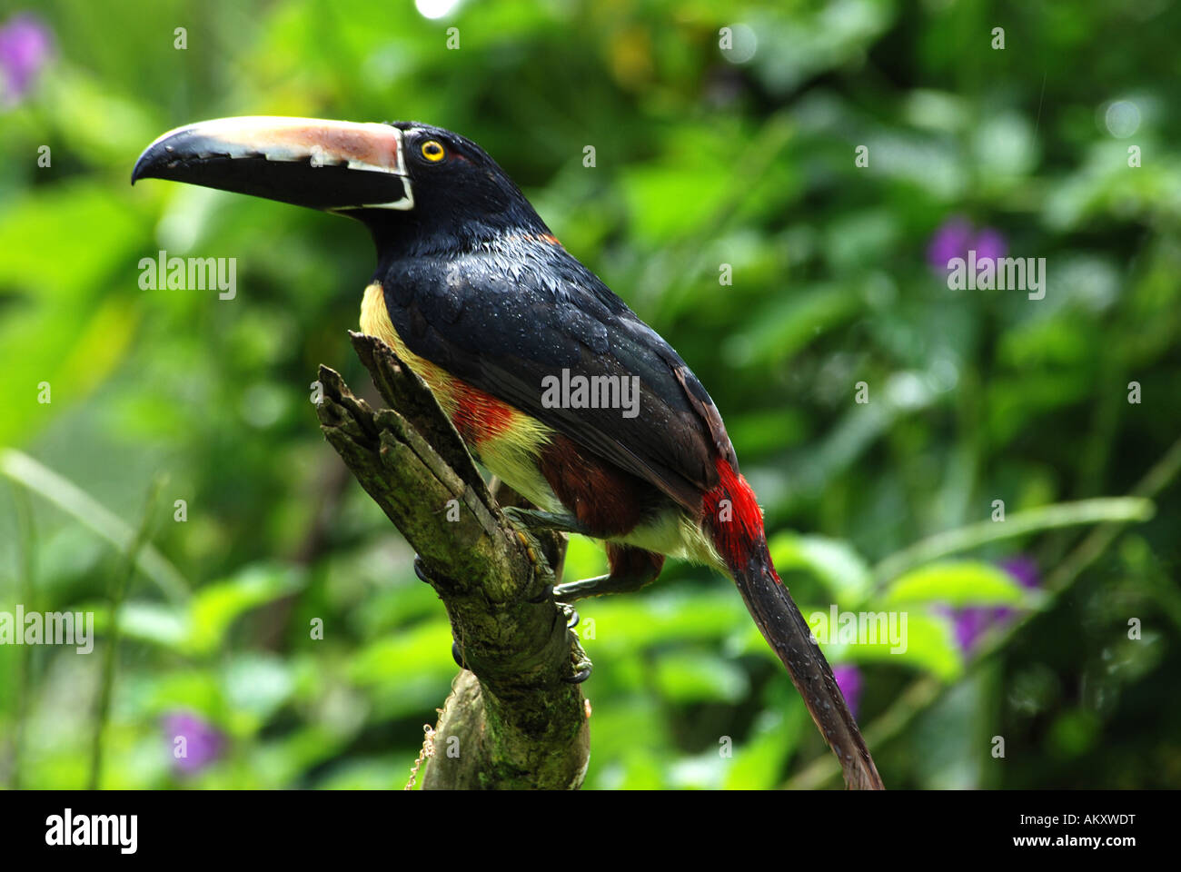 Collared Aracari Toucan Pteroglossus torquatus Costa Rica Stock Photo ...