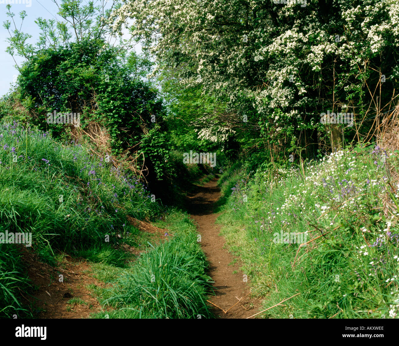 Sunken lane hi-res stock photography and images - Alamy