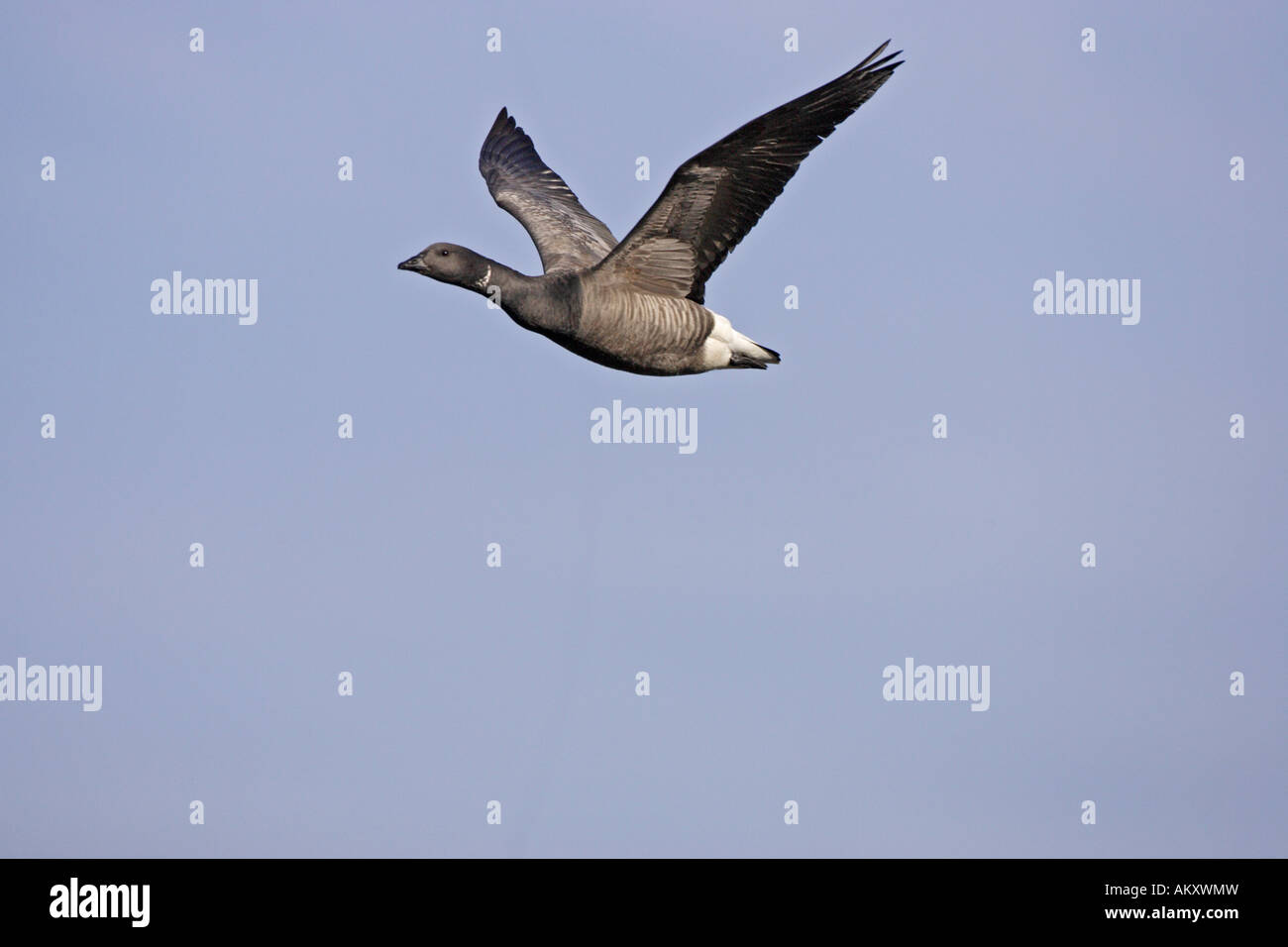 Brent Goose in flight Stock Photo - Alamy