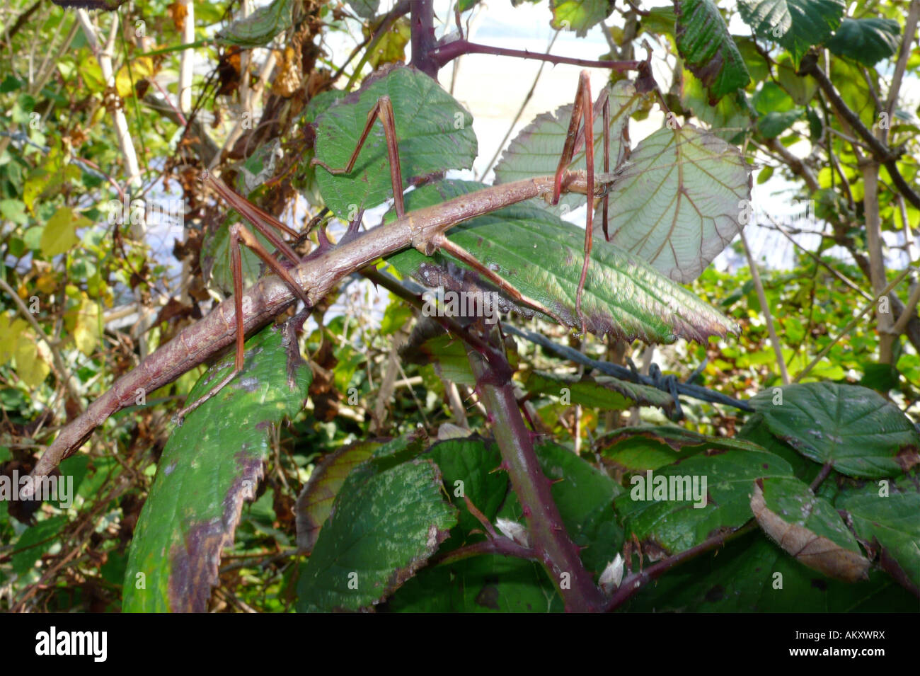 Unarmed stick insect Stock Photo - Alamy