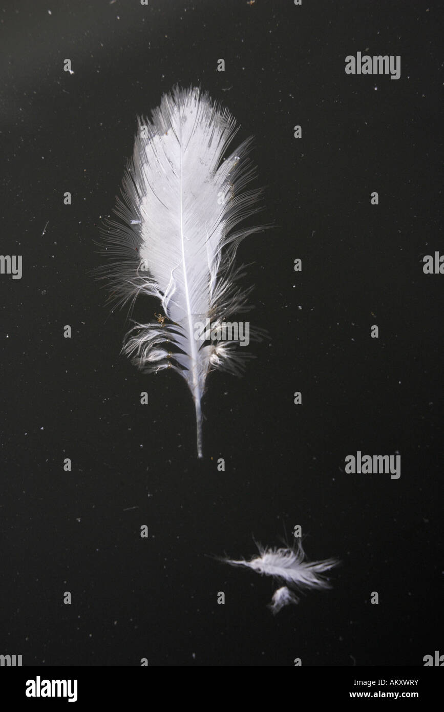 White Feather floating on water Stock Photo - Alamy