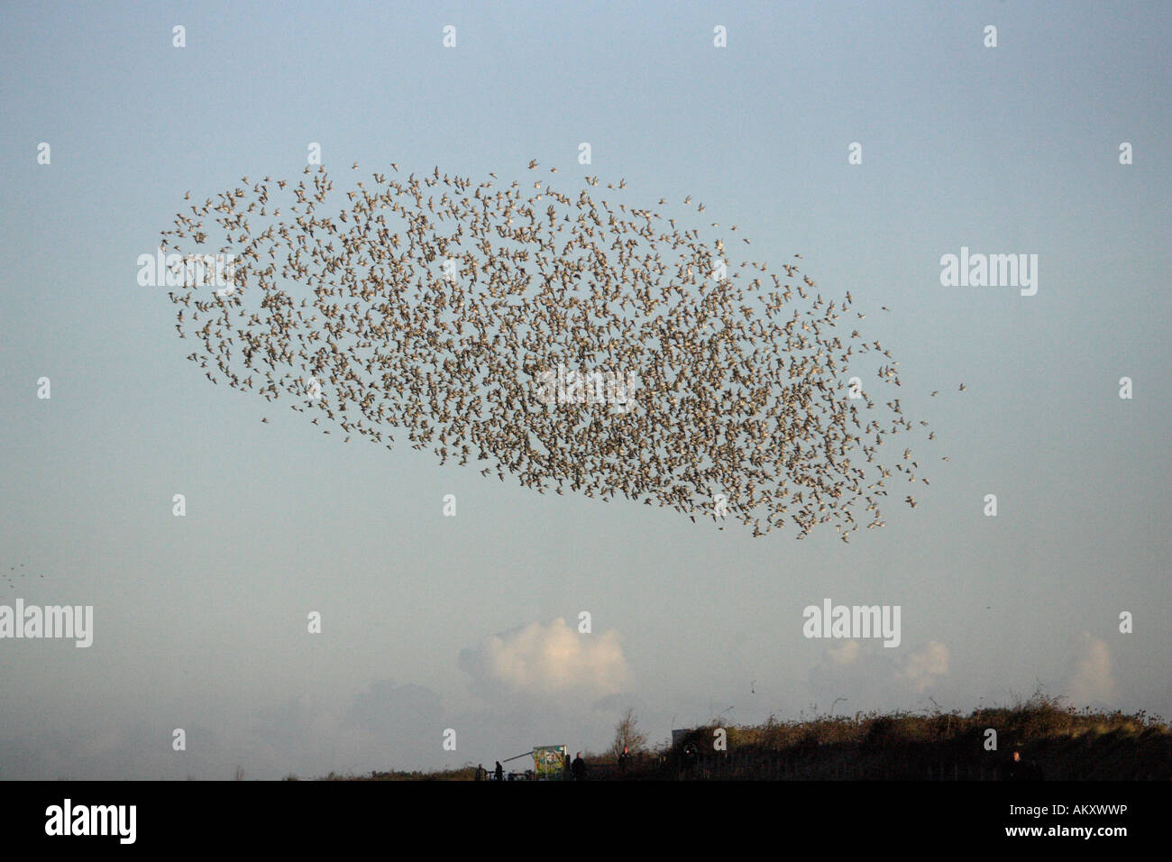 Flock of Knot flying over the wash Stock Photo - Alamy