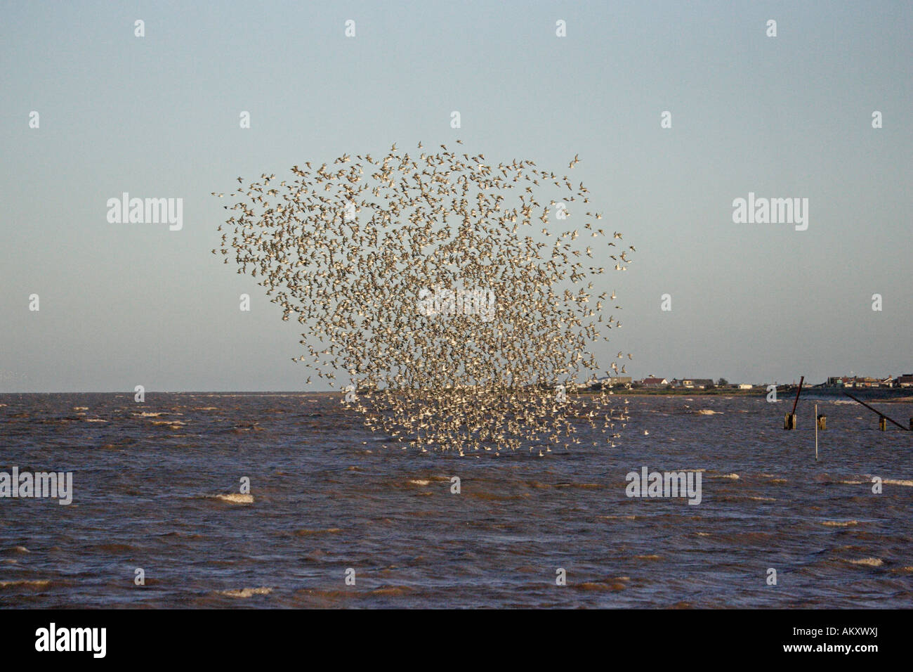 Flock of Knot flying over the wash Stock Photo - Alamy
