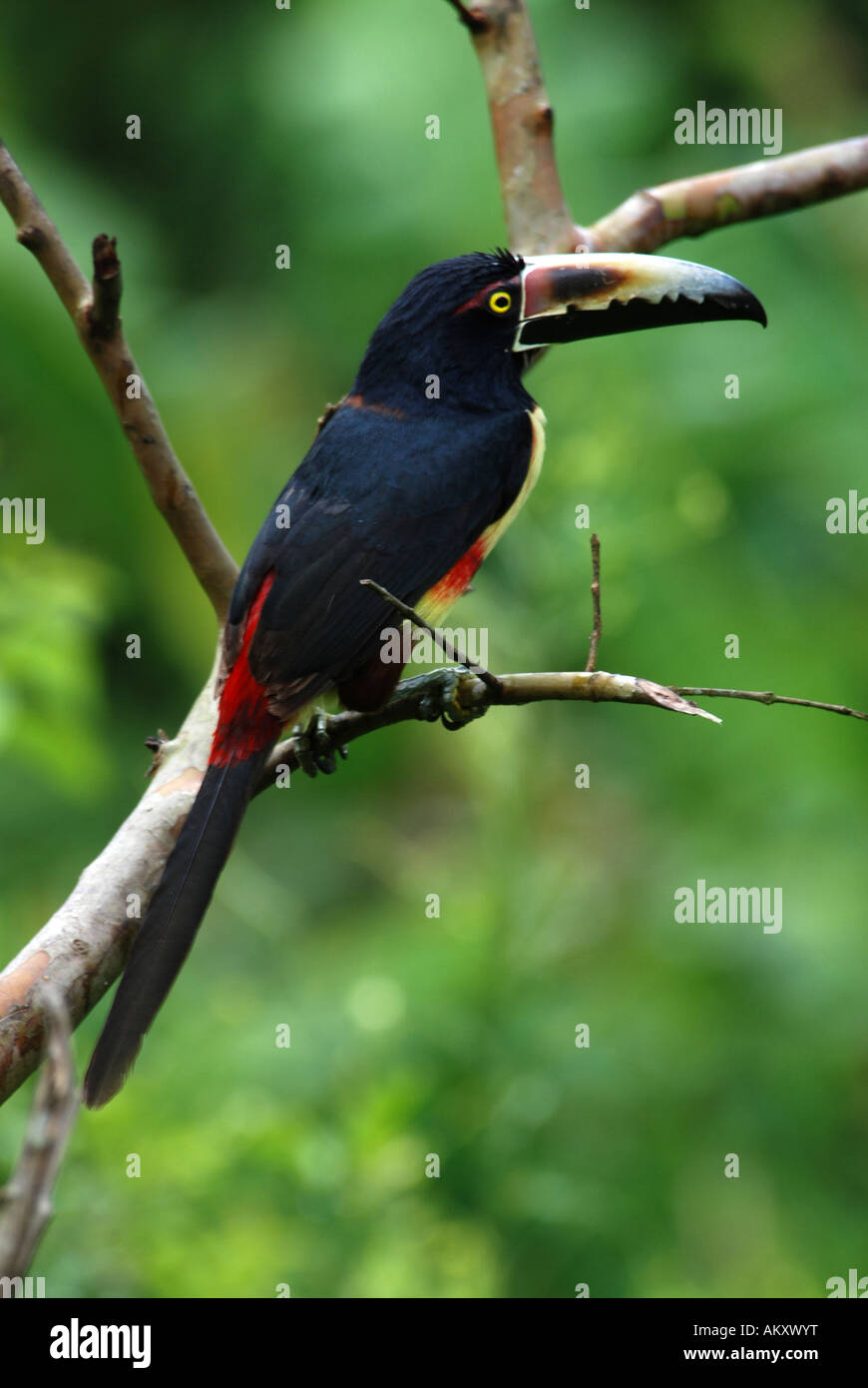 Collared Aracari Toucan Pteroglossus torquatus Lake Arenal Costa Rica ...