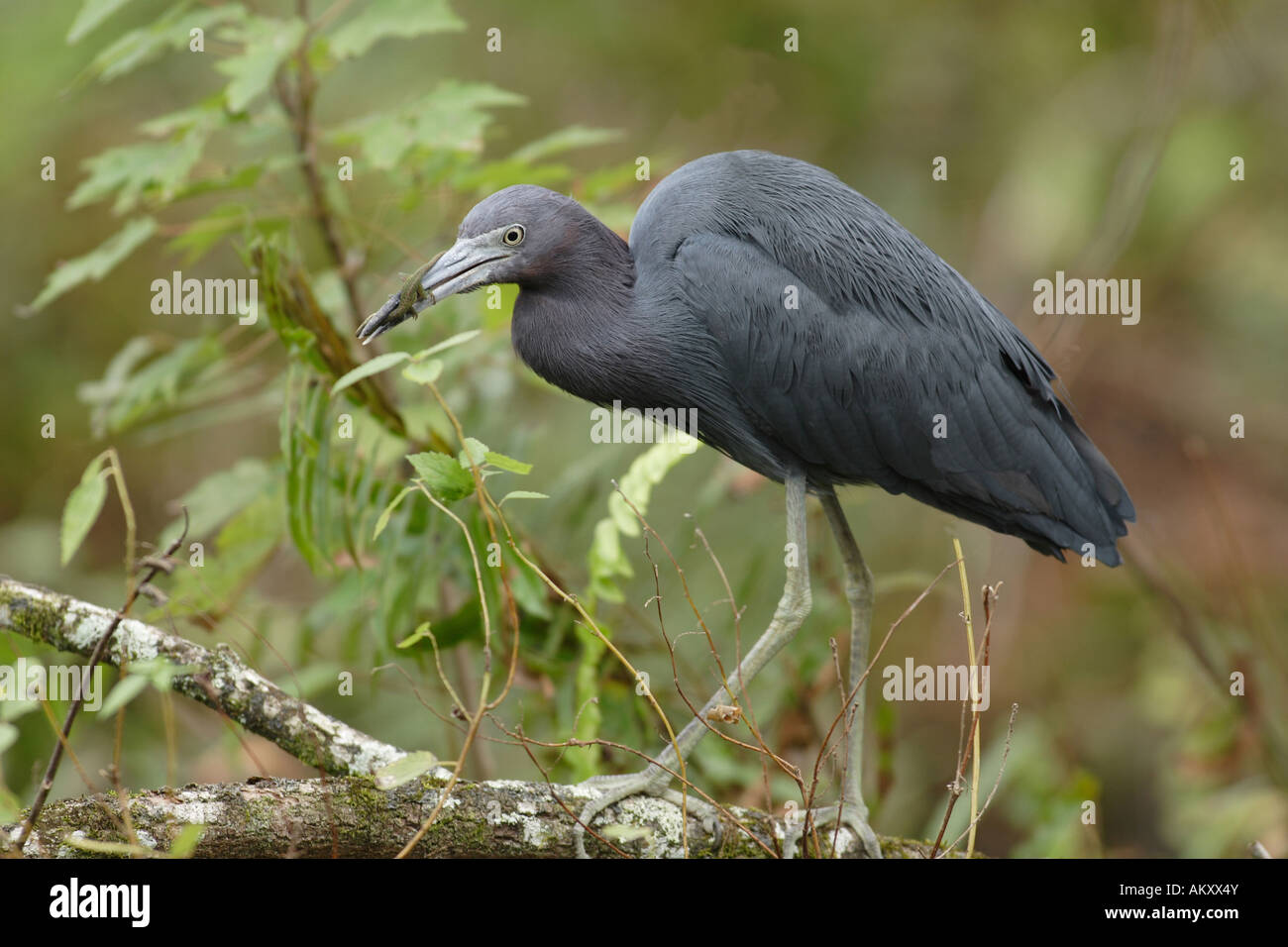 Little Blue Heron (Egretta caerulea Stock Photo - Alamy
