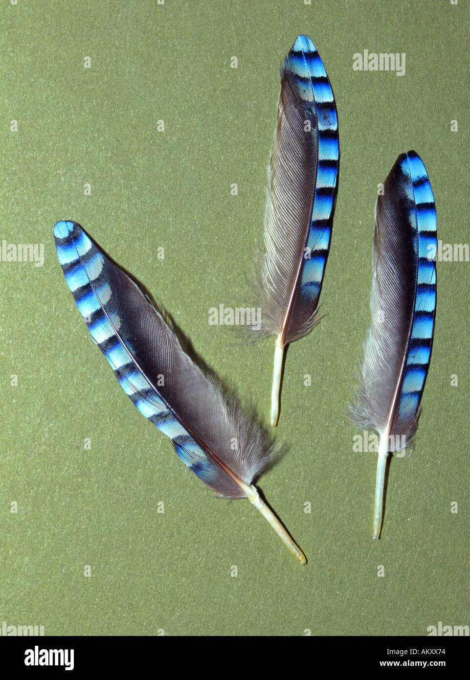 3 feathers on coloured background Surrey England Stock Photo - Alamy