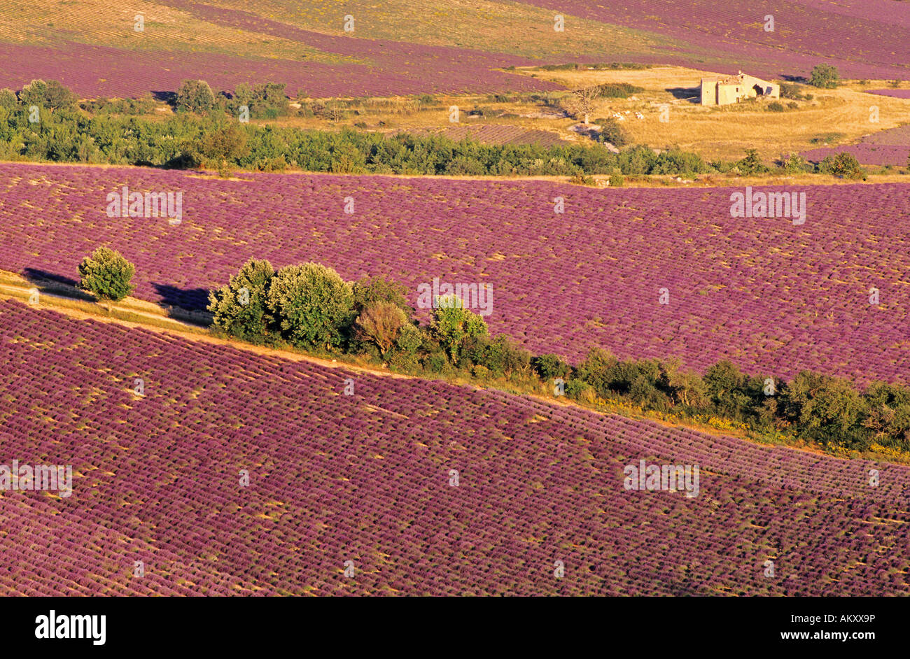 France, Vaucluse, lavender on the Plateau de Sault Stock Photo - Alamy