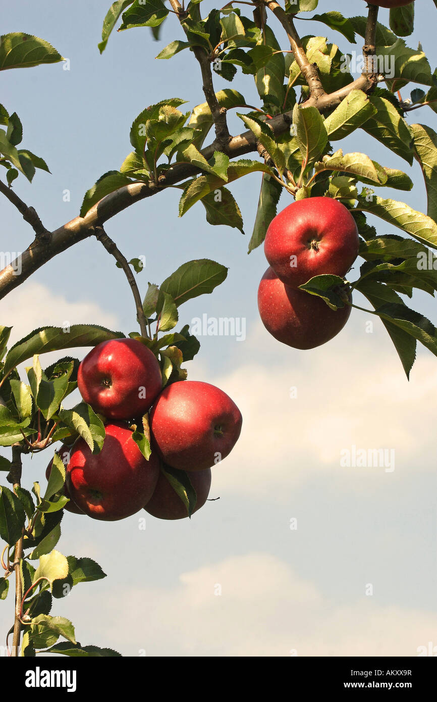 Apple tree, Altes Land, Germany Stock Photo - Alamy