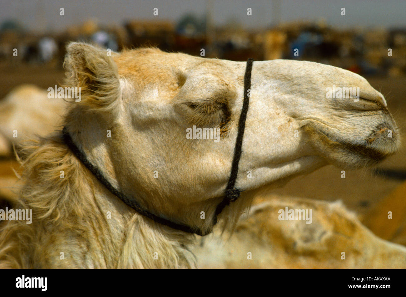 Head camel camels head hi-res stock photography and images - Alamy