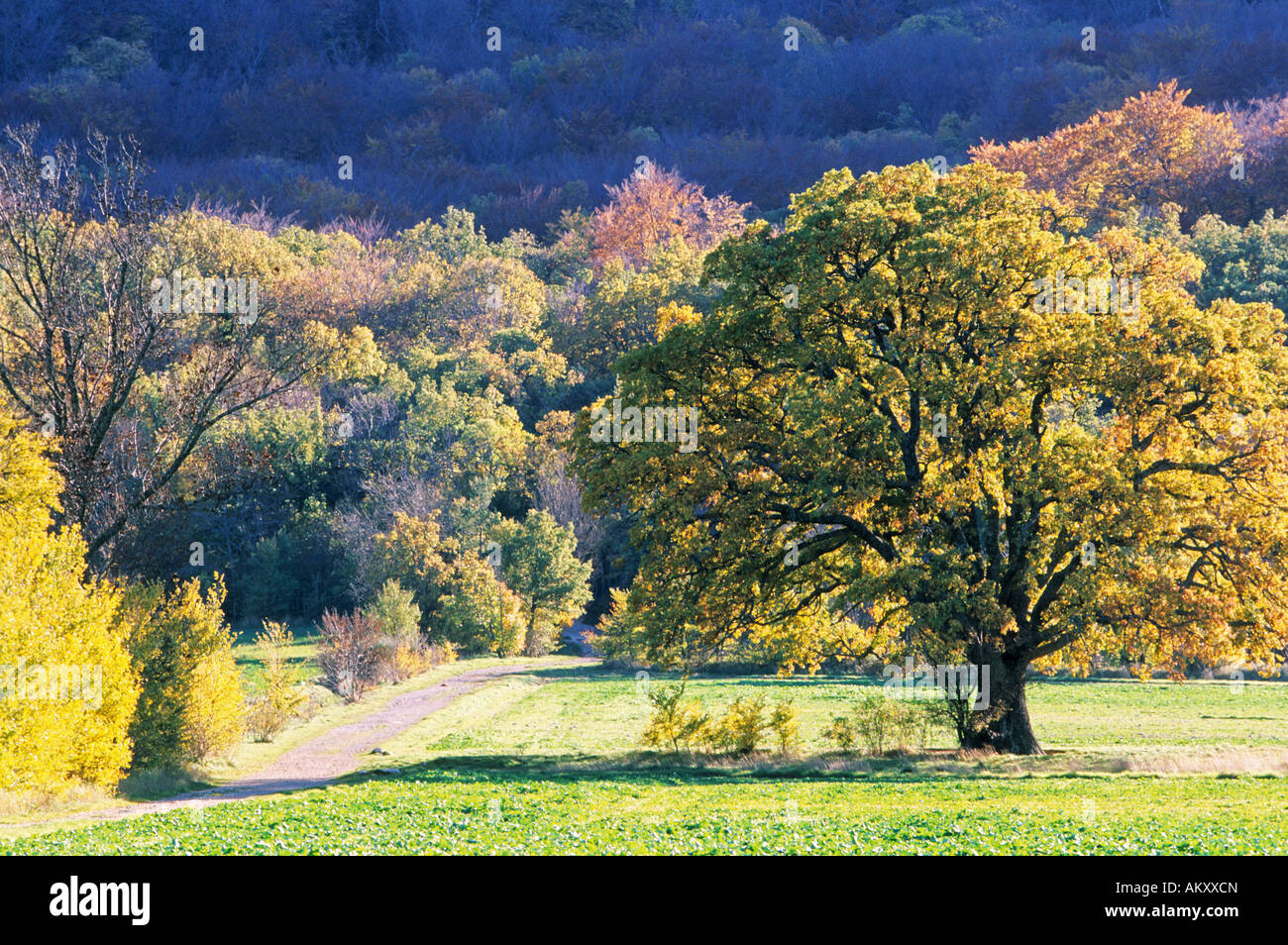 France, Var, Sainte Baume Massif near Saint Pilon Stock Photo - Alamy