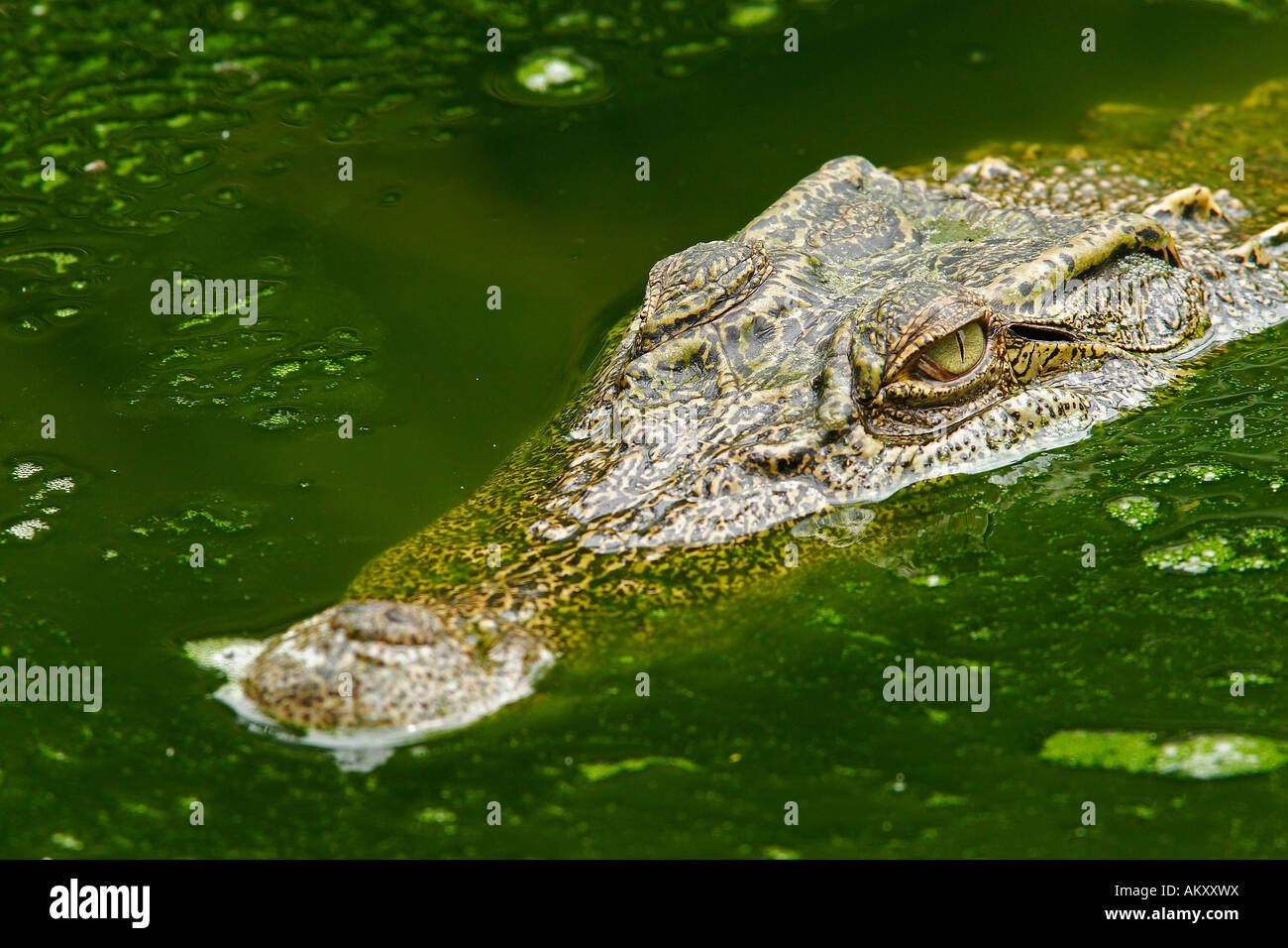 Siamese Crocodile (Crocodylus siamensis), Khao Yai National Park ...