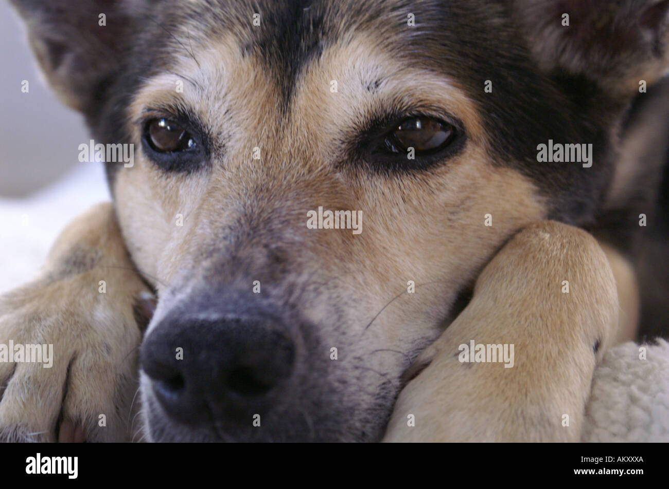 Serious dog hi-res stock photography and images - Alamy