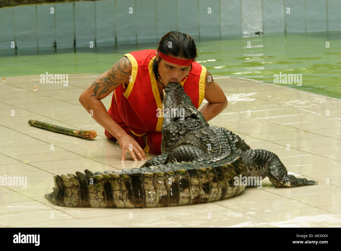 Siamese Crocodile (Crocodylus siamensis), crocodile show, Zoo Phuket ...