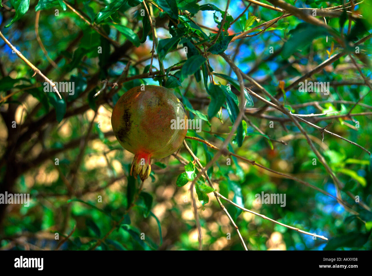 Codrington barbuda hi-res stock photography and images - Alamy