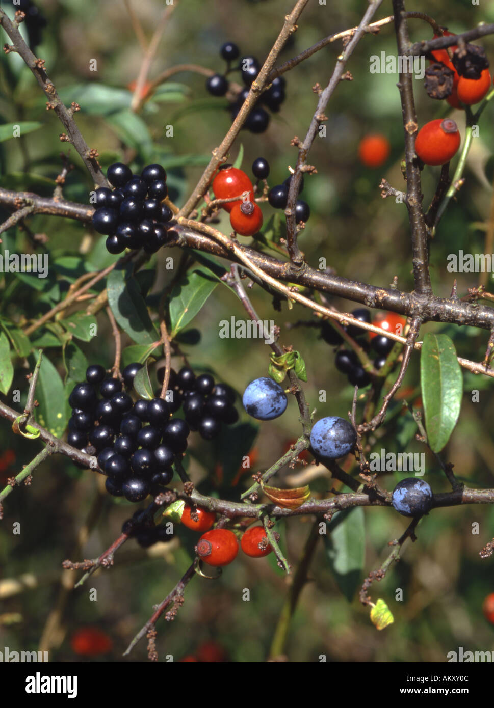 Hedgerow berries hi-res stock photography and images - Alamy