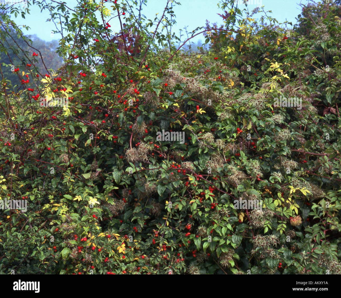 Ancient plant rich hedgerow, Autumn Stock Photo - Alamy