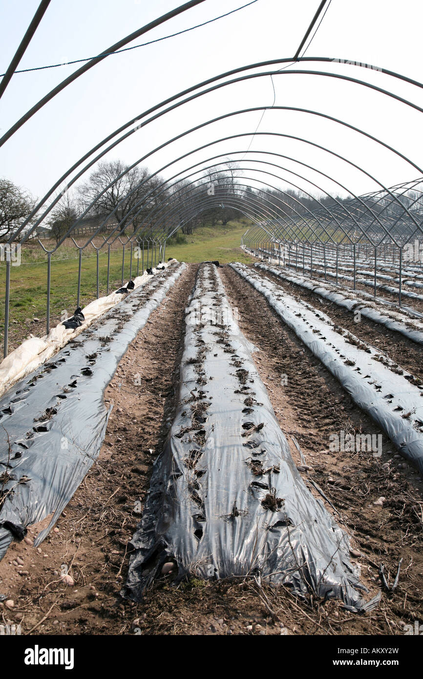 Preparing Poly Tunnels for growing crops 002 Stock Photo - Alamy