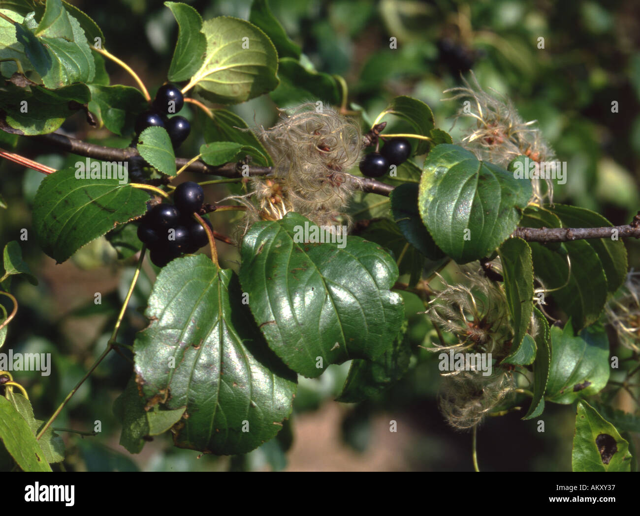 Buckthorn Rhamnus catarticus Old Man s Beard or Travellers Joy seeds ...