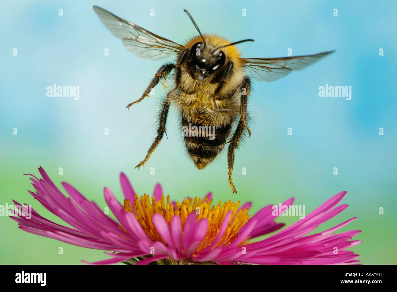 Bumblebee hi-res stock photography and images - Alamy