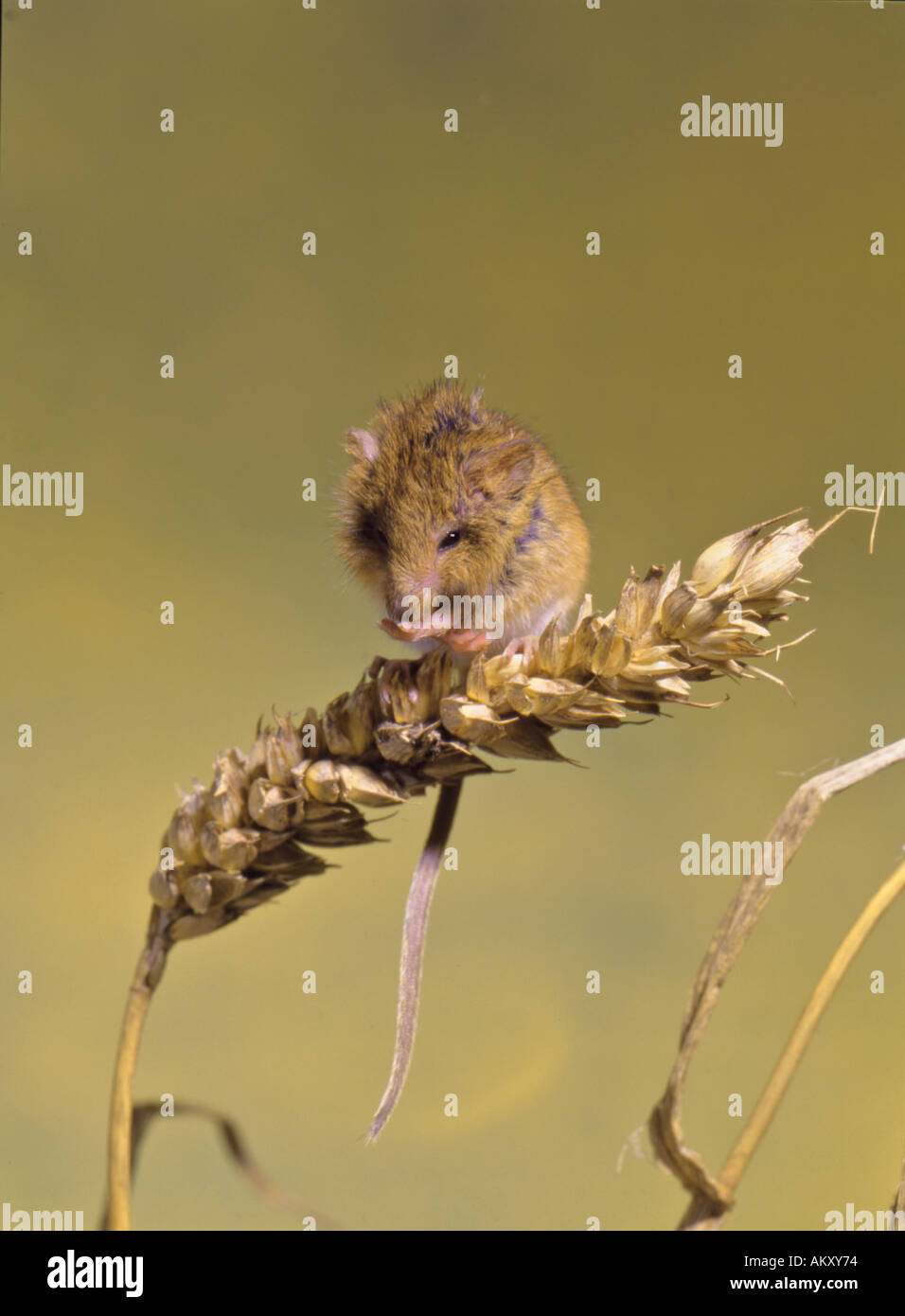 Mouse washing hi-res stock photography and images - Alamy
