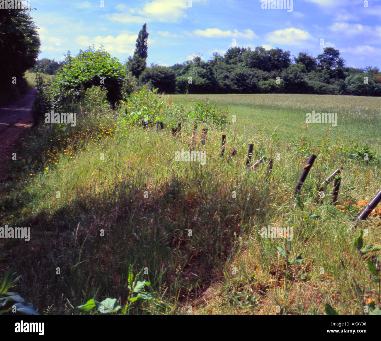 Hedgerow conservation surrey england hi-res stock photography and ...