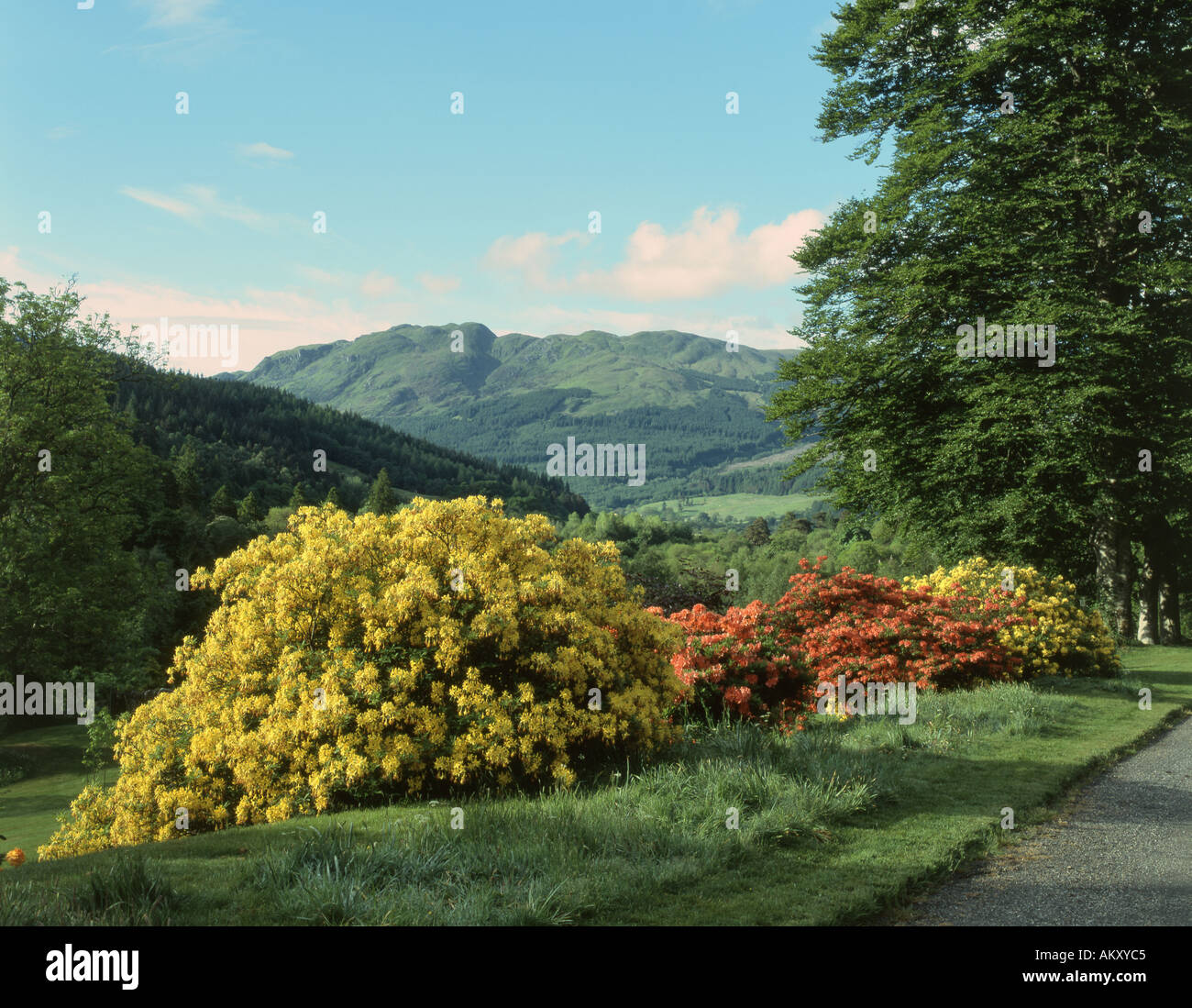 Azalea border. Ardock Lodge to Ben Vane Queen Elizabeth Forest Park ...