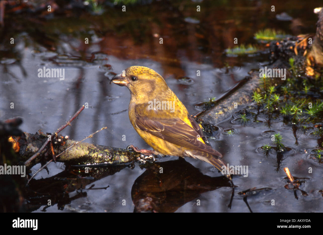 Female yellow coloured Crossbill at heathland drinking pond Surrey ...