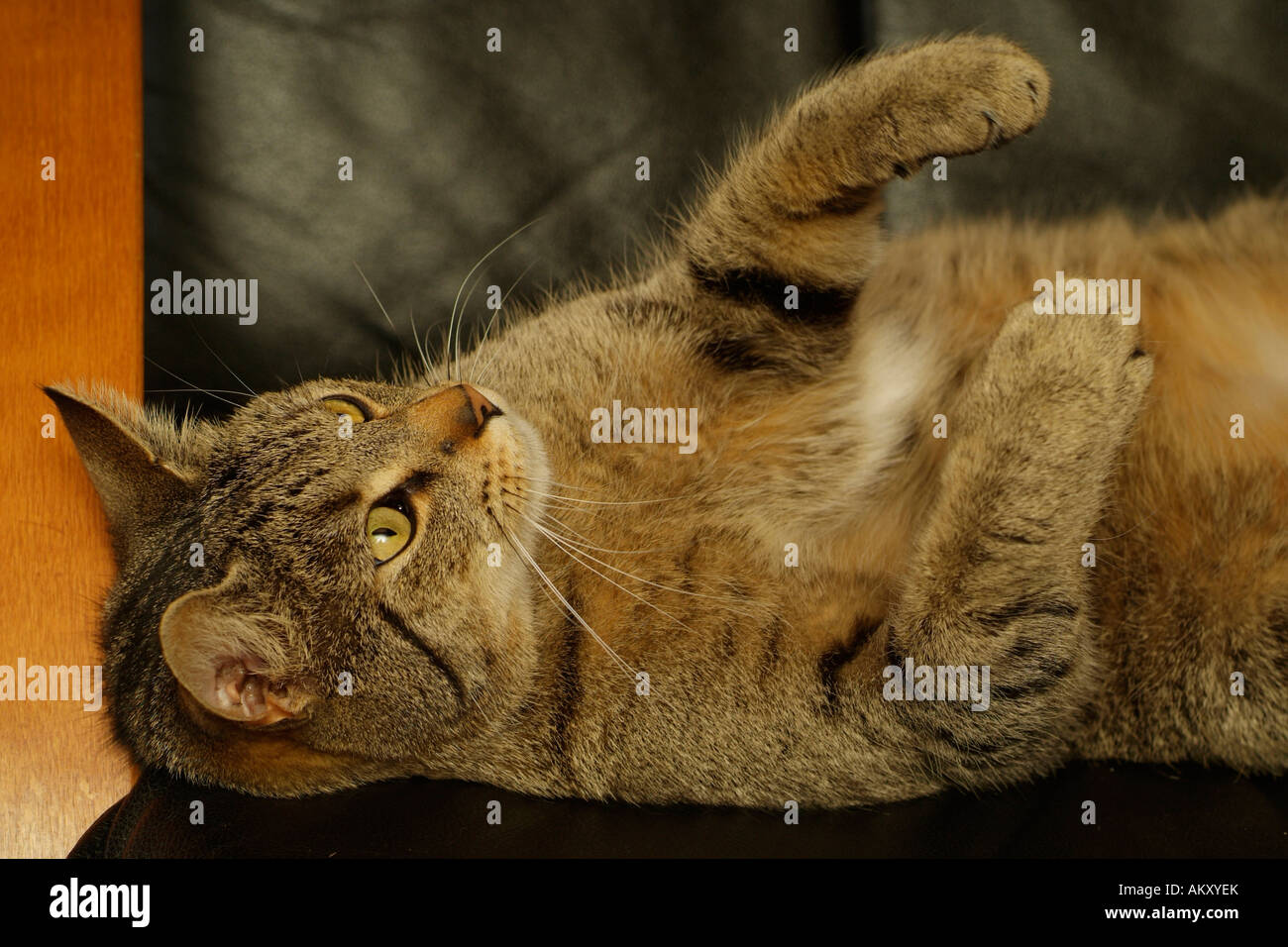 Cat (Felis catus Stock Photo - Alamy