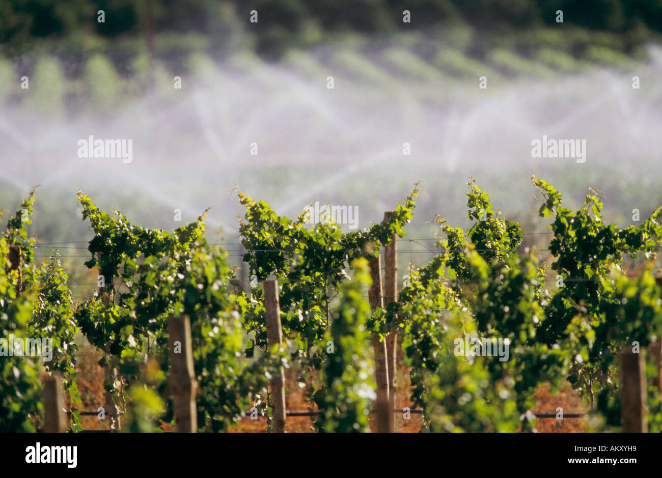 Irrigating grapevines murray riverland south hi-res stock photography ...