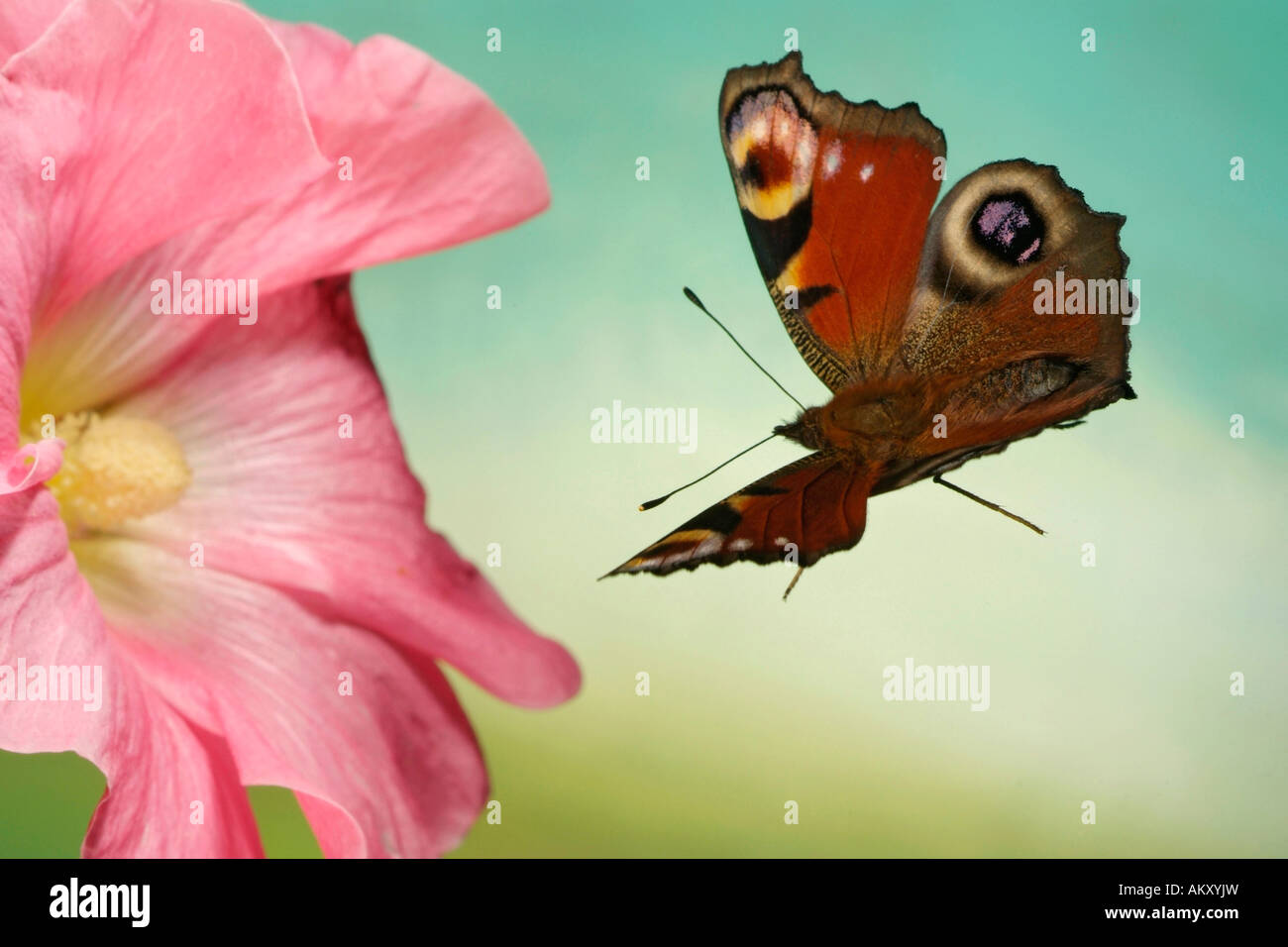 European peacock (Inachis io Stock Photo - Alamy
