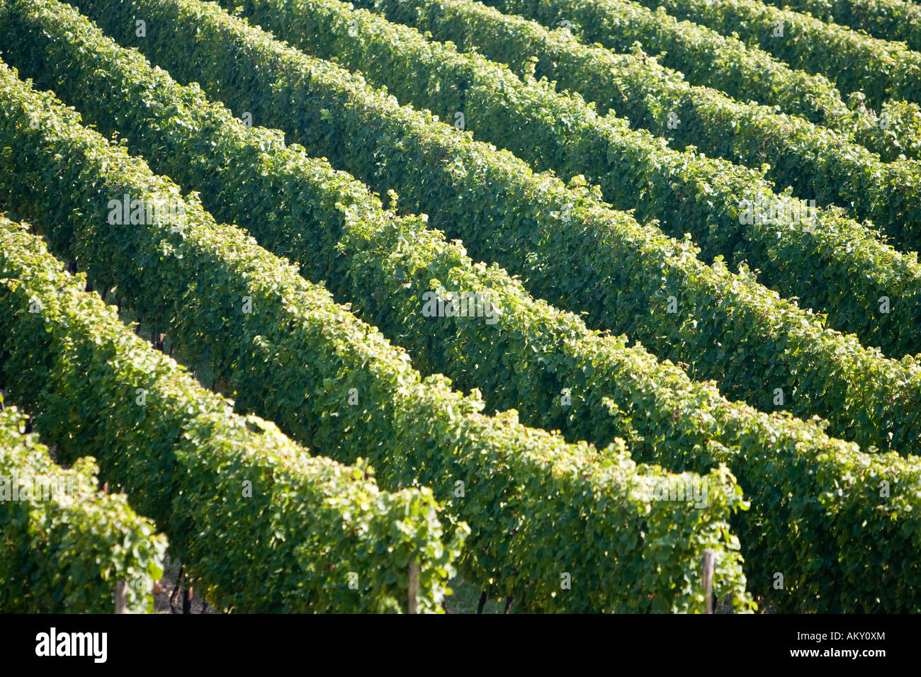 Grape-vines in vineyard, Rheingau (Rhine District), Hesse, Germany ...