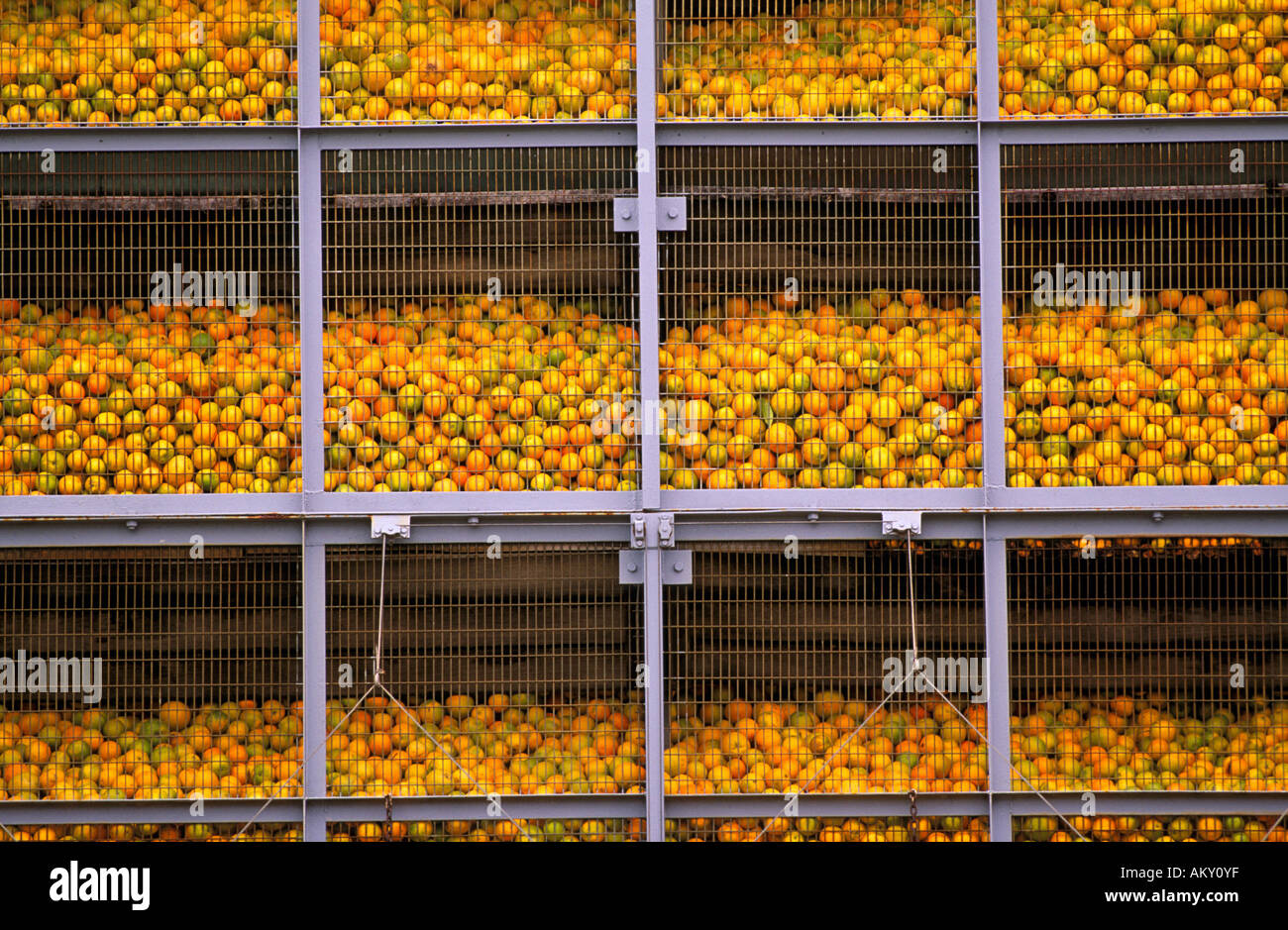 Valencia Oranges in hoppers at packing plant, , Waikerie, South ...