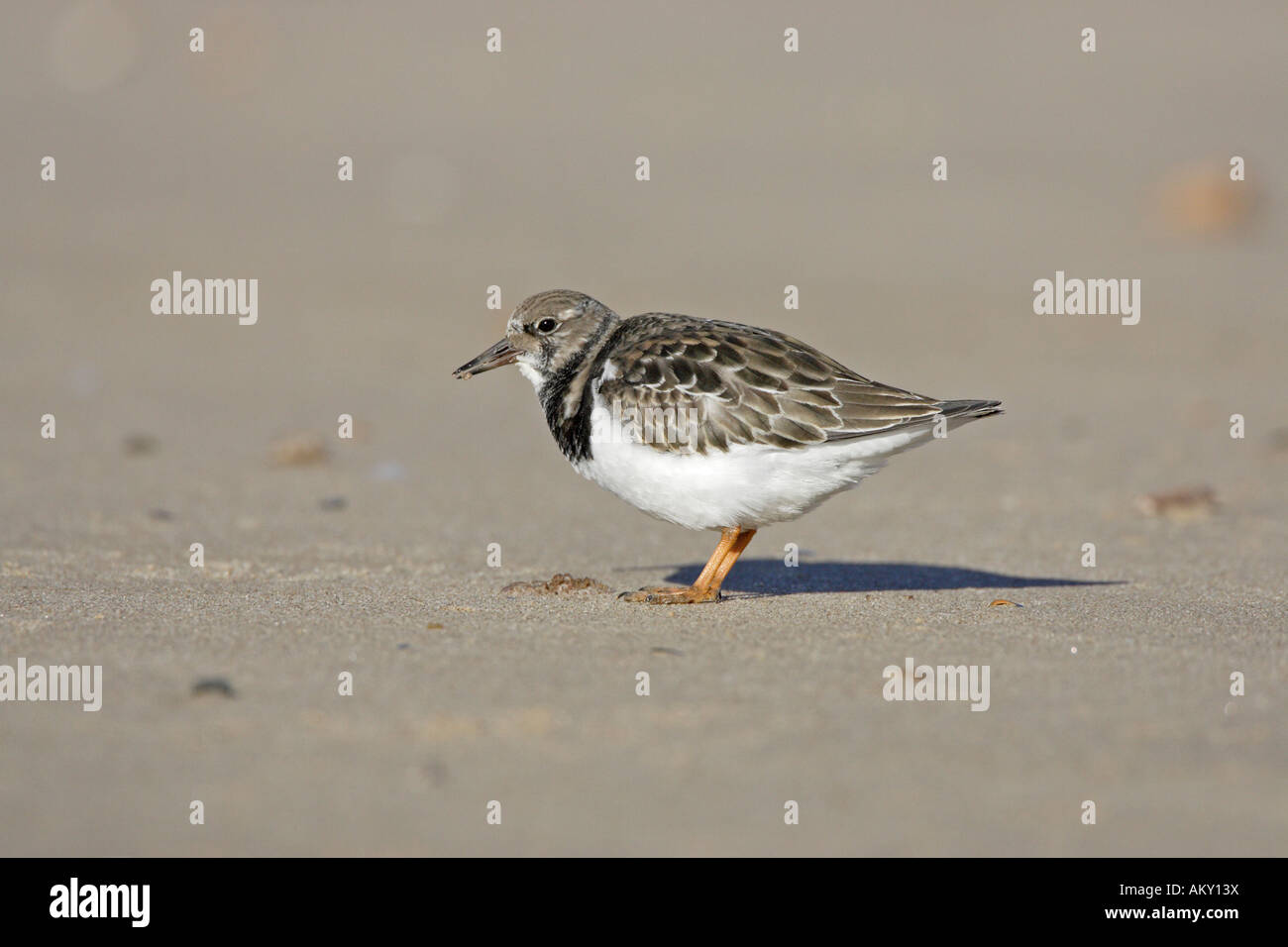 Turnstone feeding on beach in Norfolk Stock Photo - Alamy