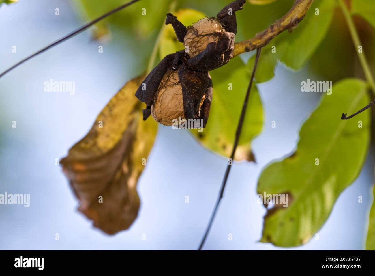 Real Walnut on a tree (Juglans regia), Hesse, Germany Stock Photo - Alamy