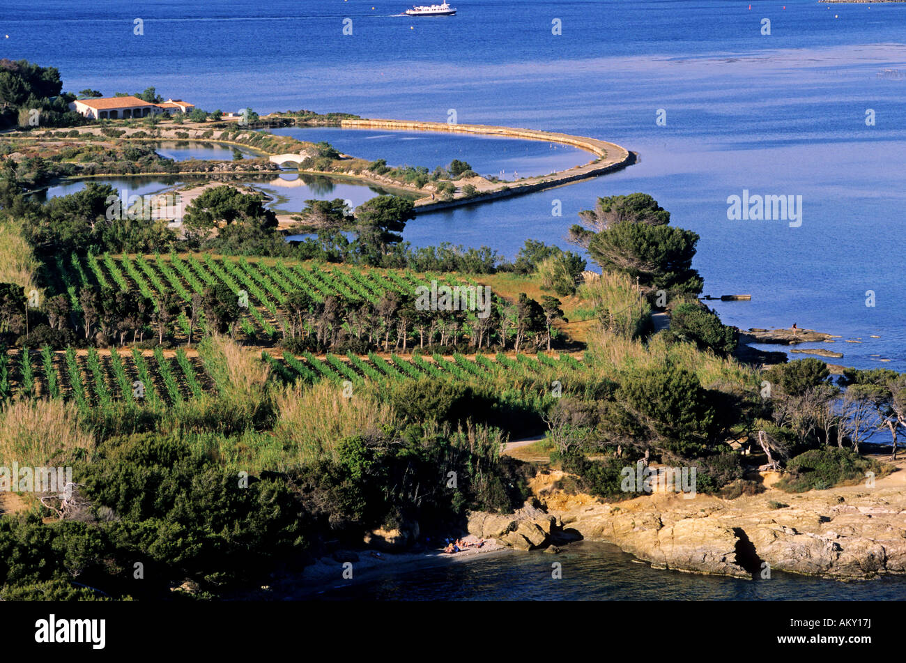 France, Var, Ile des Embiez, vineyard Stock Photo - Alamy