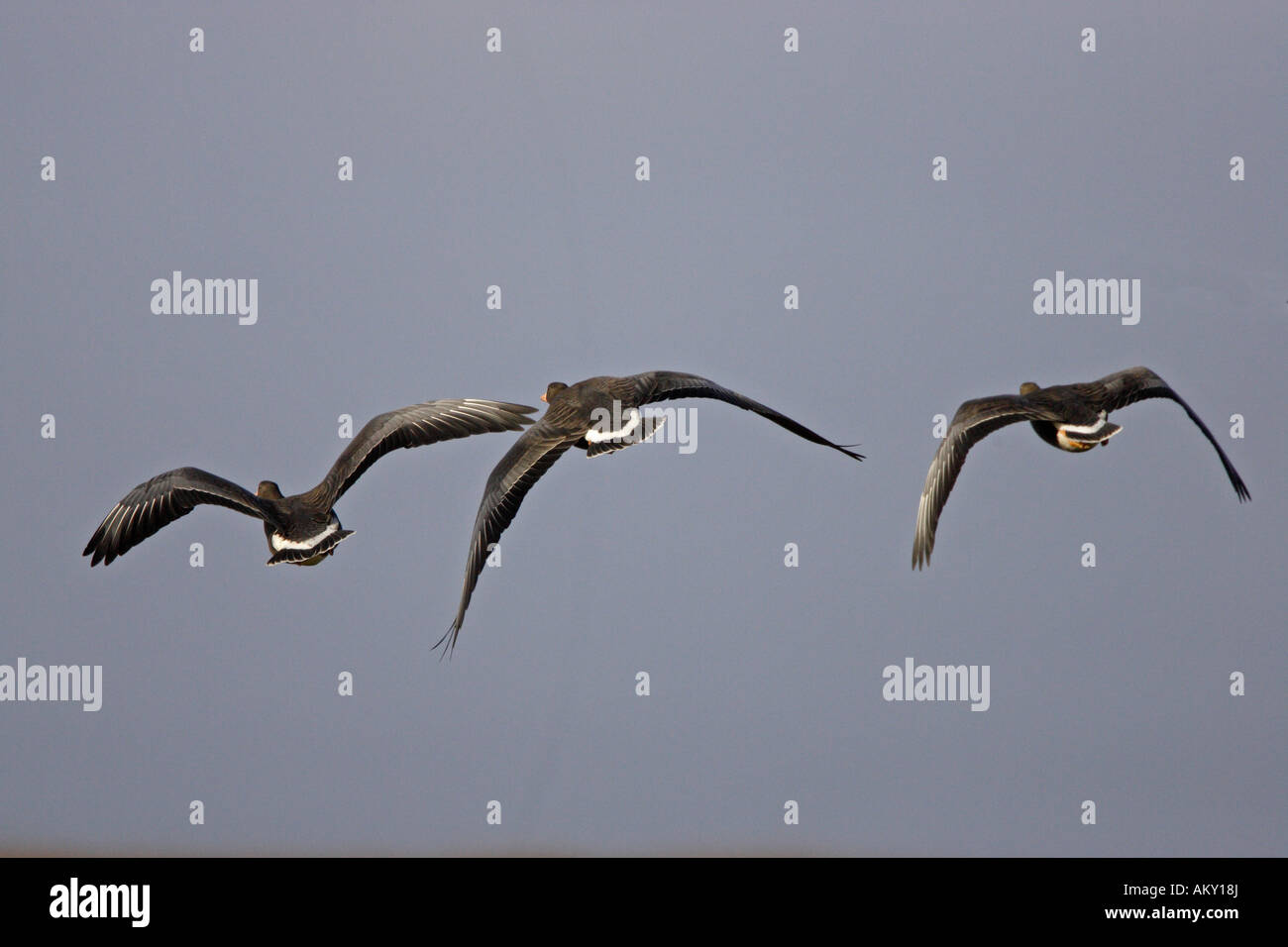 Greenland White Fronted Geese in Flight Stock Photo - Alamy